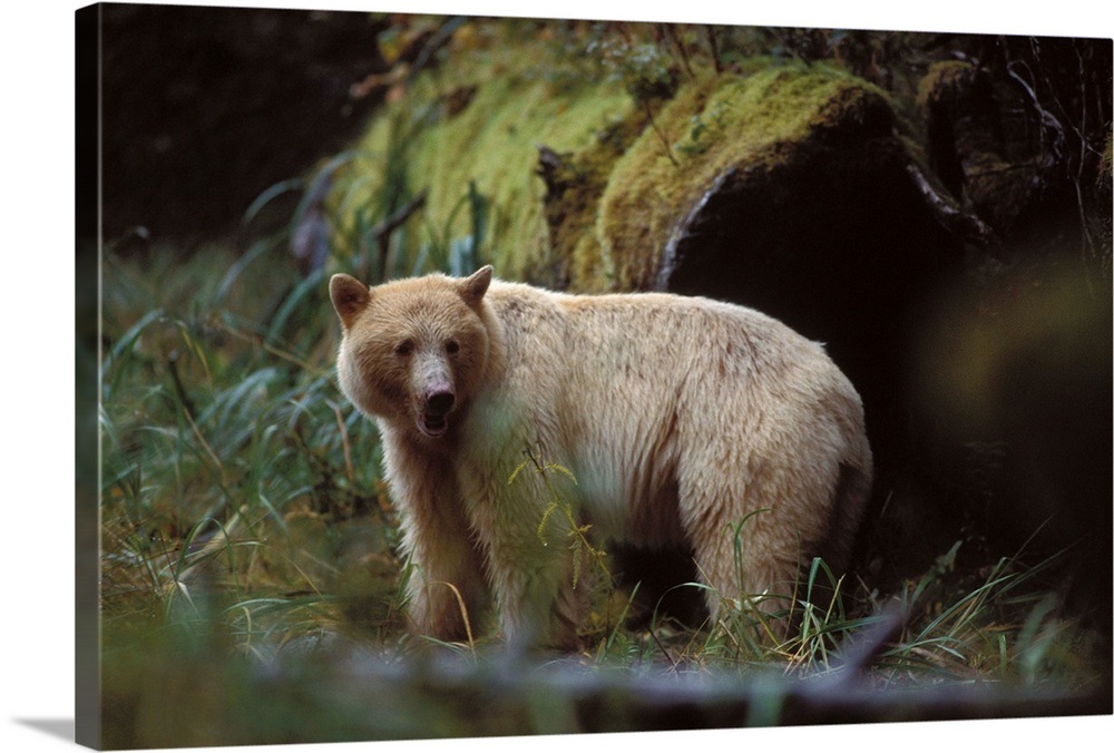 Spirit bear, kermode, black bear, sow, British Columbia coast, Canada ...