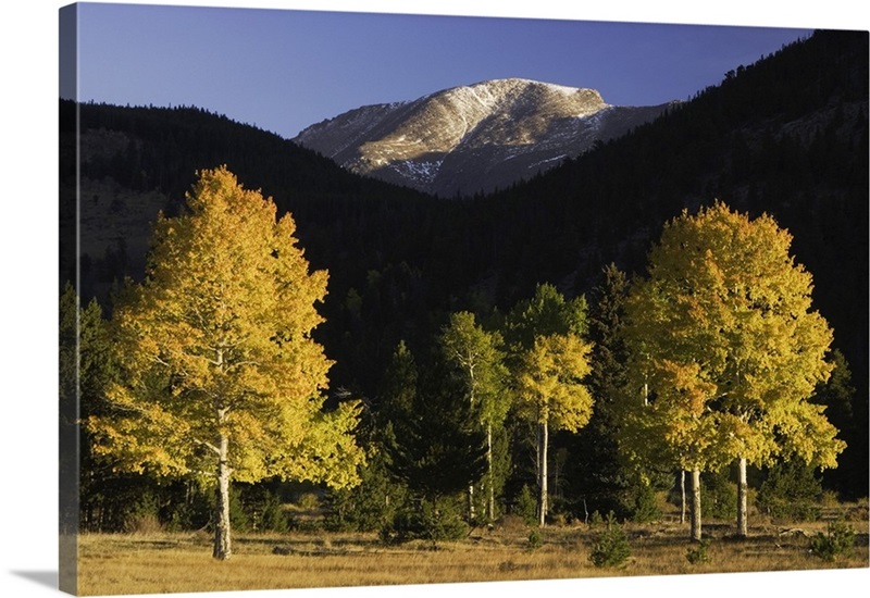 Sunrise over Mummy Range with Aspen trees, Rocky Mountain National Park ...