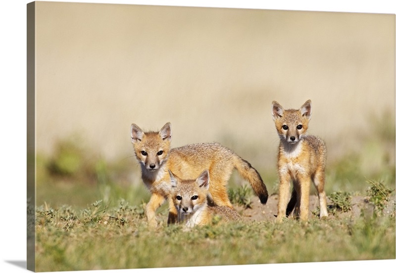 Swift Fox at den burrow, Pawnee National Grasslands, eastern Colorado ...