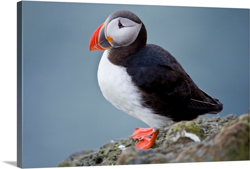 The Atlantic Puffin, a pelagic seabird, shown here in breeding colors ...