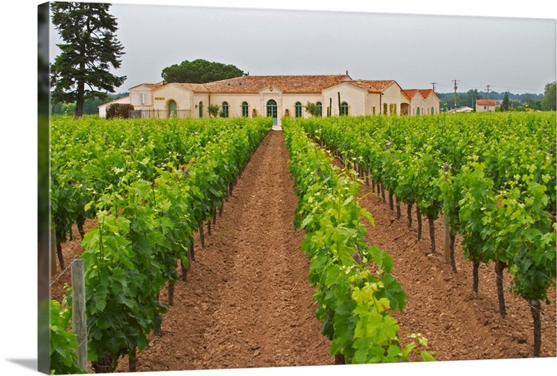 The Newly Renovated Chateau Petrus Seen Across Its Vineyards, Bordeaux ...