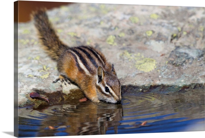 Townsend's Chipmunk, Drinking At A Rain Water Pool | Great Big Canvas