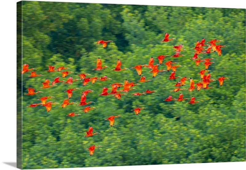 Trinidad, Caroni Swamp, Scarlet Ibis Birds In Flight | Great Big Canvas