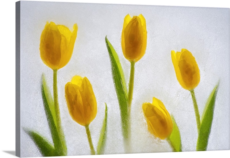 Tulips In Ice | Great Big Canvas
