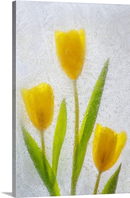 Tulips In Ice Wall Art, Canvas Prints, Framed Prints, Wall Peels ...