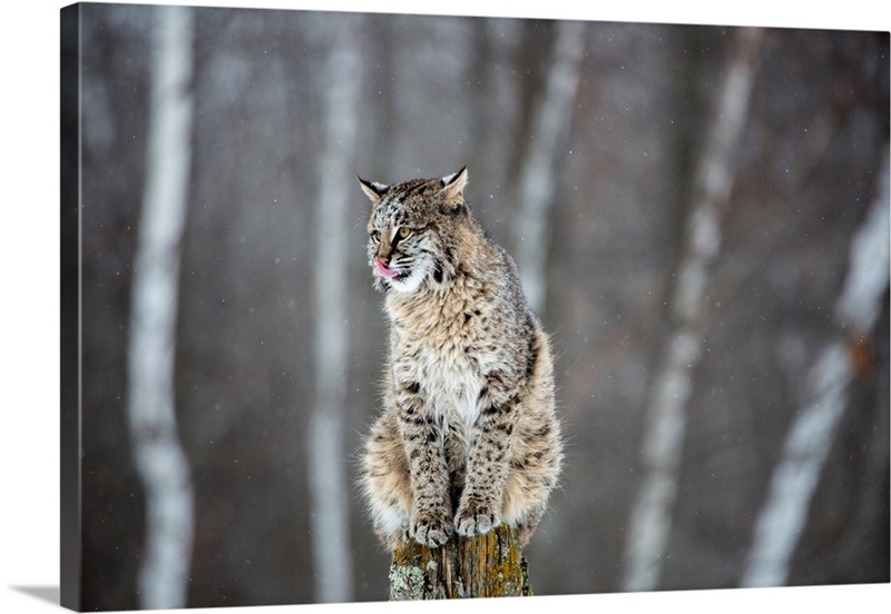 United States, Minnesota, Sandstone, Bobcat Perched on a Tree Stump ...
