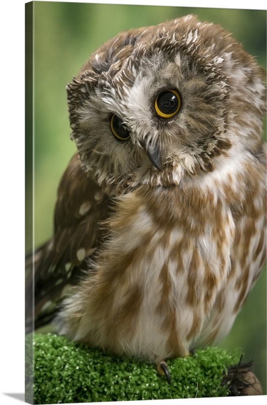 USA, Alaska, Saw-Whet Owl Of The Alaska Raptor Center In Sitka | Great ...