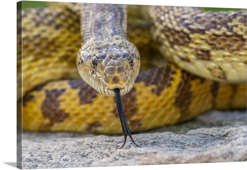 USA, Arizona, Close-Up Of Captive Gopher Snake | Great Big Canvas