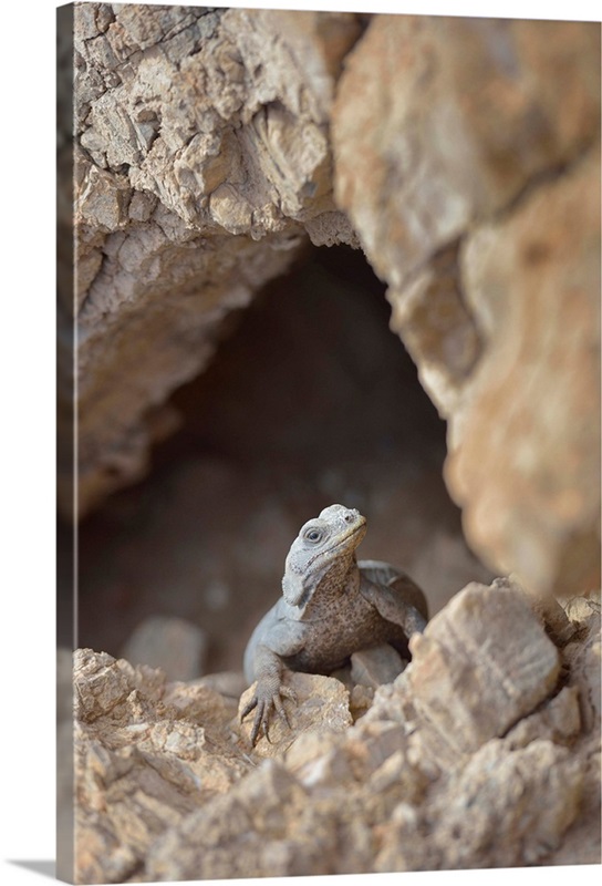 USA, California, Death Valley, Small Lizard On The Rock, Titus Canyon ...
