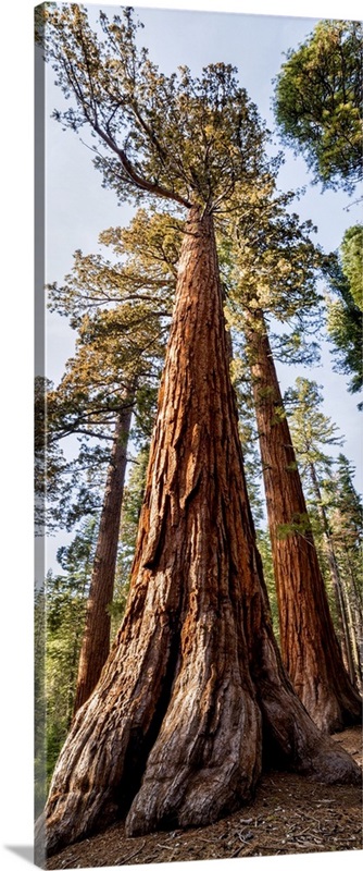 USA, California, Yosemite National Park, Giant Sequoia Trees In ...
