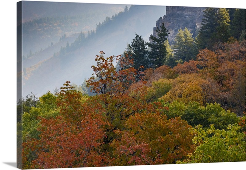 USA, Utah, Logan, Logan Pass Highway 89 And Fall Colored Canyon Maple ...