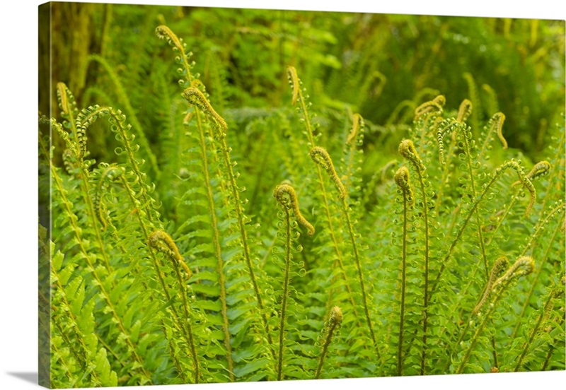 USA, Washington State, Olympic National Park, Hoh Rainforest, Ferns ...