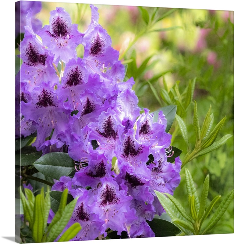 USA, Washington State, Pacific Northwest, Bellevue Botanical Gardens ...