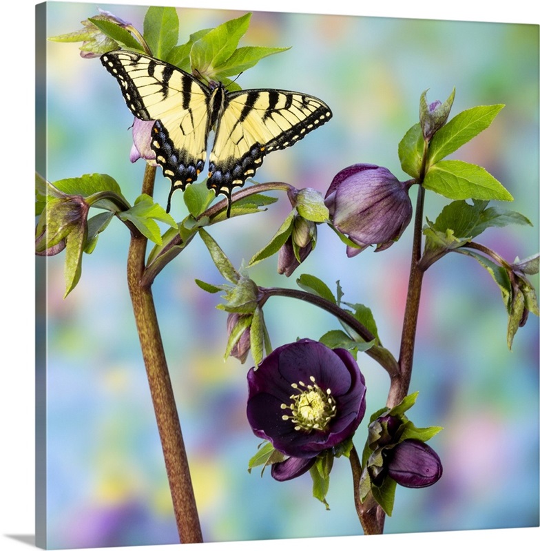 USA, Washington State, Sammamish Female Eastern Tiger Swallowtail ...