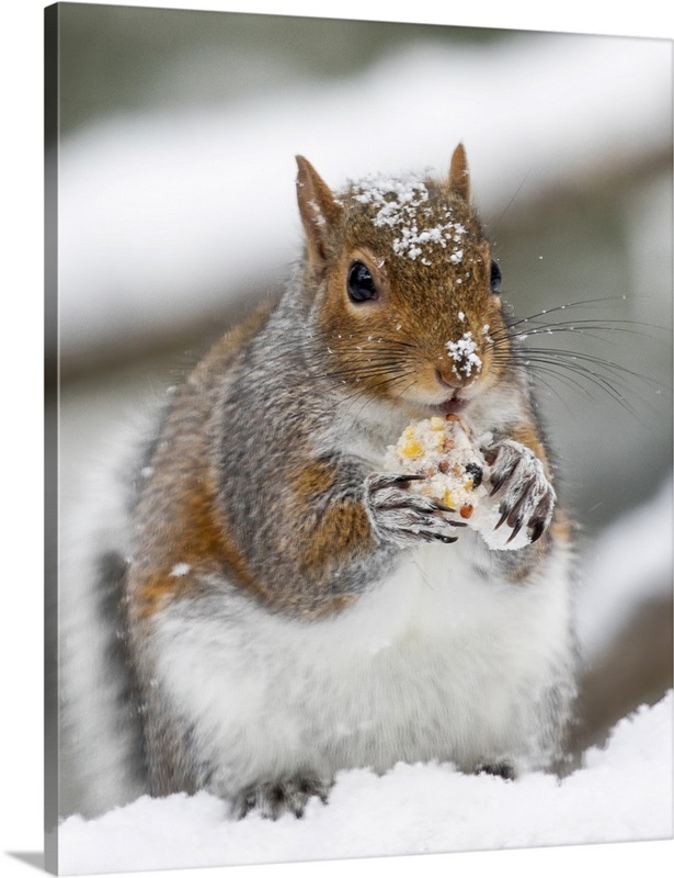 USA, Washington State, Sammamish, Grey Squirrel Feeding In Fresh ...