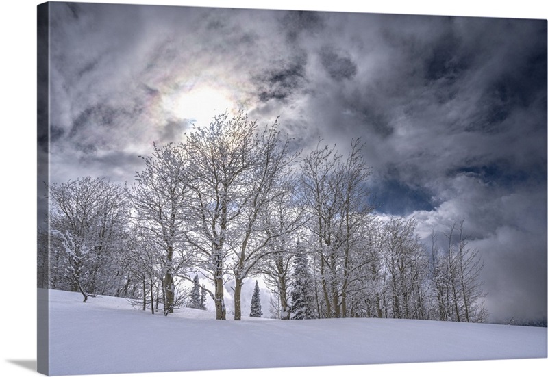 USA, Wyoming, Landscape Of Aspen And Subalpine Fir Trees After New Snow ...