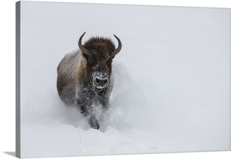 USA, Wyoming, Yellowstone National Park, Lone Bull Bison Running In ...