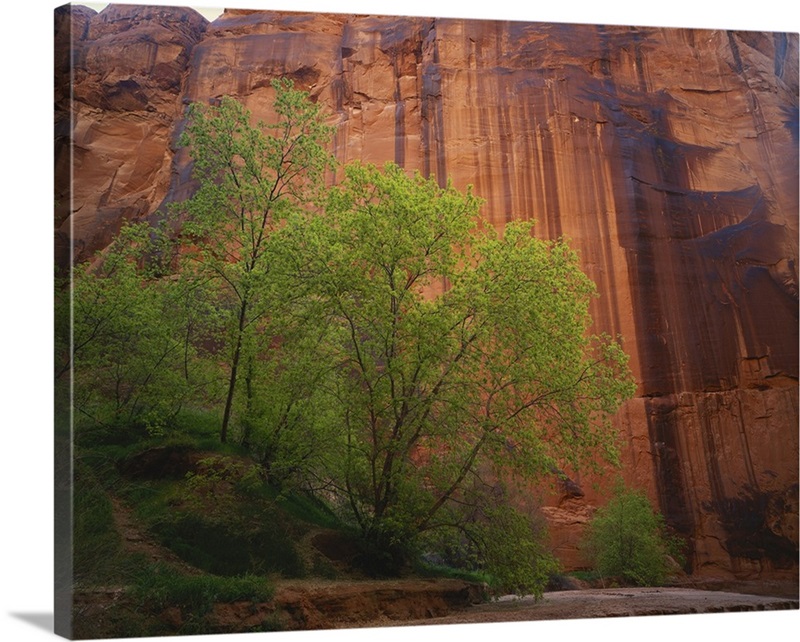 Vermilion Cliffs, Box Elder trees and sheer sandstone canyon walls ...