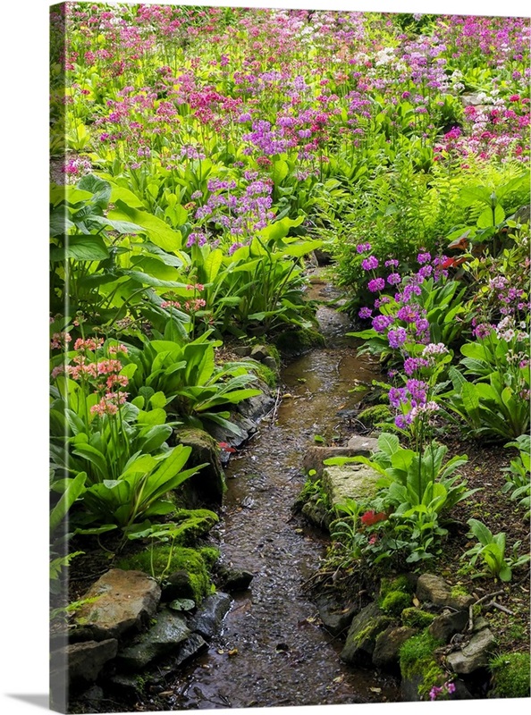 Very Boggy Quarry Garden With Giant Candelabra Primroses, Primula X ...