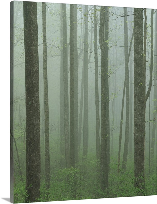 Virginia, Shenandoah National Park, Yellow Poplar forest | Great Big Canvas