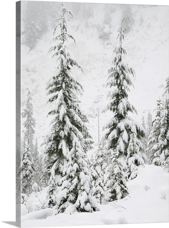 Washington State, Central Cascades, Snow Covered Fir Trees | Great Big ...