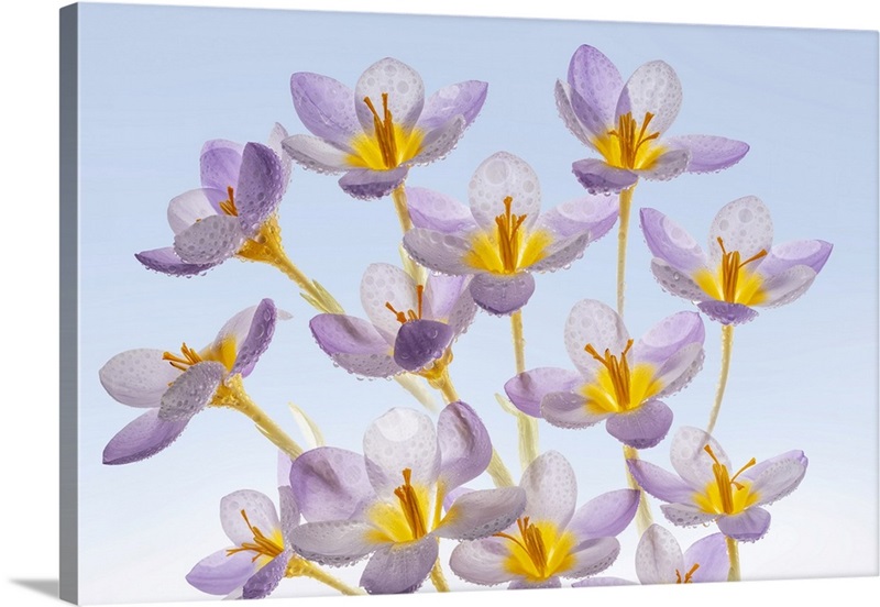 Washington State, Seabeck, Spring Crocus Flowers Close-Up | Great Big ...