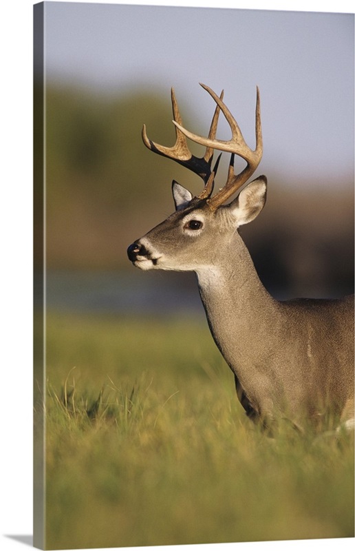 White-tailed Deer | Great Big Canvas