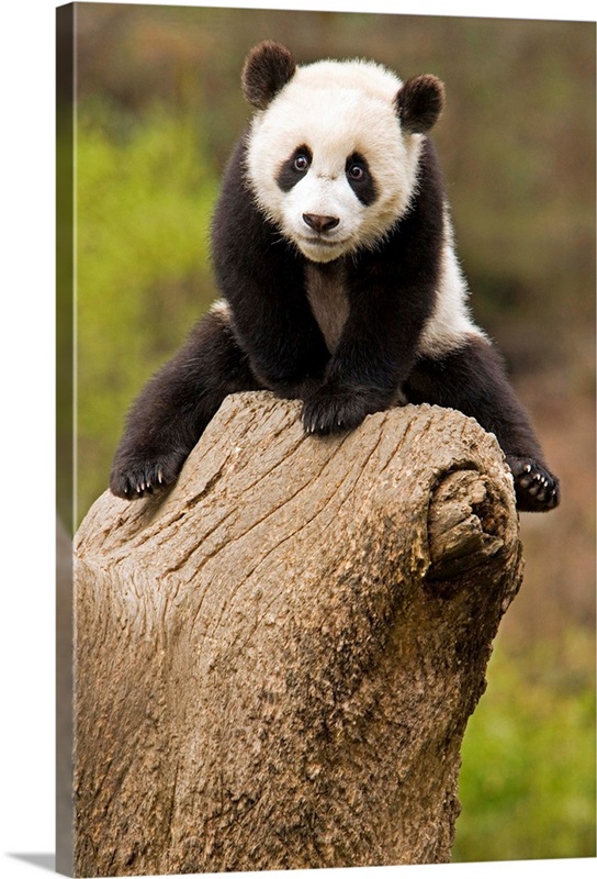 Wolong Panda Reserve, China, Baby Panda On Top Of Tree Stump. | Great ...