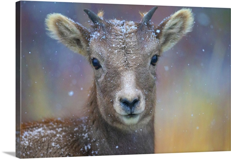 Wyoming, A Young Mountain Goat's First Snow | Great Big Canvas