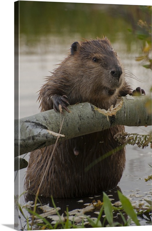 Wyoming, North American Beaver gnawing through an aspen on a pond shore ...