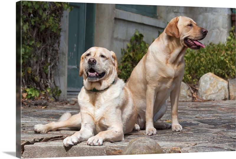 Yellow Labrador Retrievers sitting on rock patio | Great Big Canvas