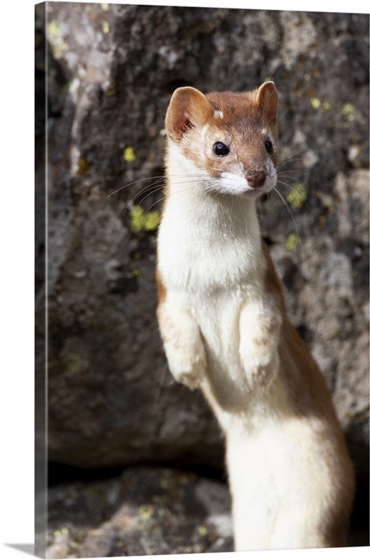 Yellowstone National Park, Portrait Of A Long-Tailed Weasel | Great Big ...