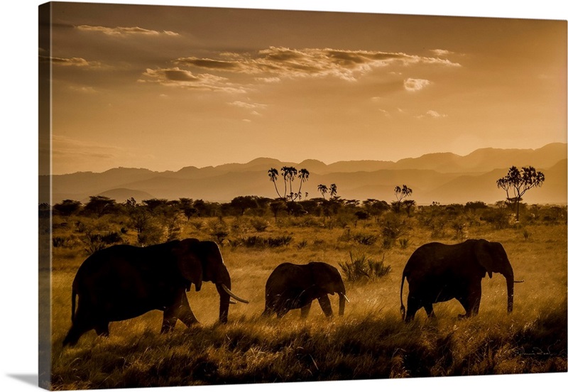 African Elephant Parade | Great Big Canvas
