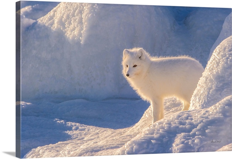 Arctic Fox In Warm Morning Light | Great Big Canvas