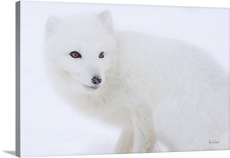 Arctic Fox Smiling Wall Art, Canvas Prints, Framed Prints, Wall Peels ...