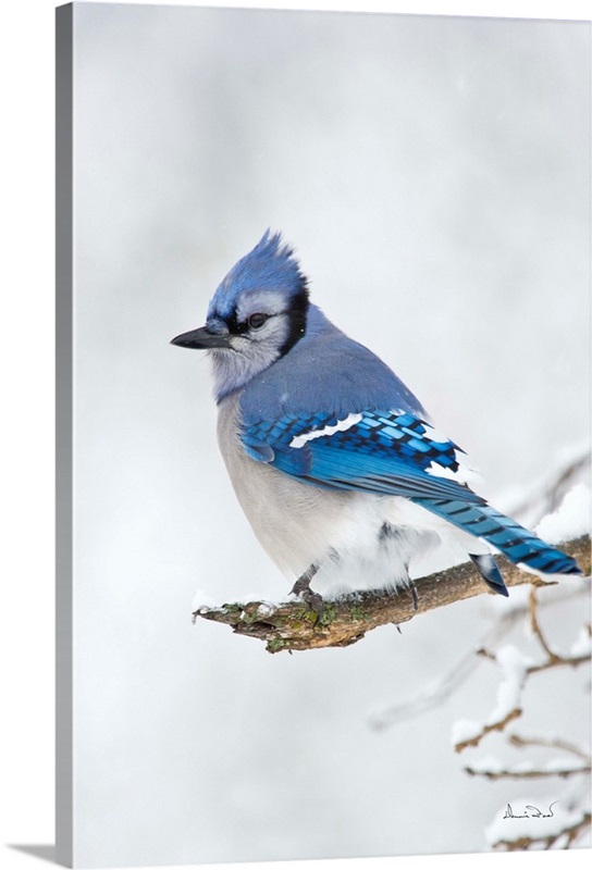 Blue Jay Elegance On Display | Great Big Canvas