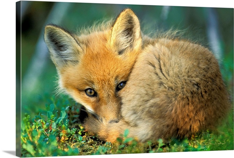 Sleepy Red Fox Kit Looking Comfortable | Great Big Canvas