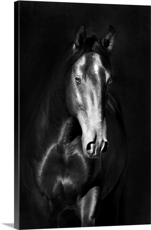 Black Kladruby Horse Portrait In The Darkness | Great Big Canvas
