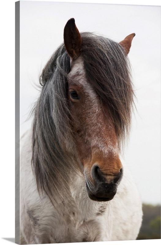 Close-Up View Of Two-Colored Pony With Lush Mane | Great Big Canvas