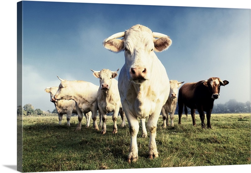 Cow Spirit Wall Art, Canvas Prints, Framed Prints, Wall Peels | Great ...