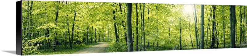 Green Forest Panorama Landscape | Great Big Canvas