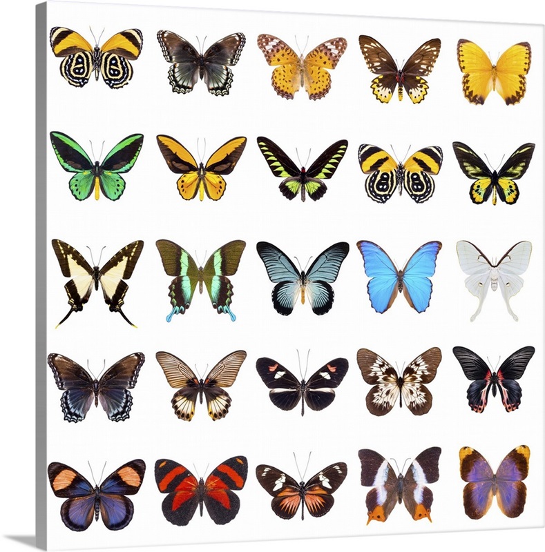 Set Of Beautiful Butterflies | Great Big Canvas