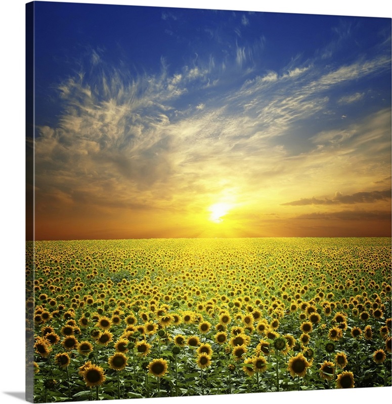 Summer Landscape: Beauty Sunset Over Sunflowers Field | Great Big Canvas