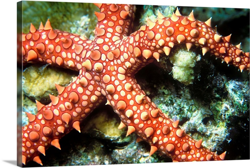 Africa, Egypt, Red Sea, Egyptian Starfish | Great Big Canvas