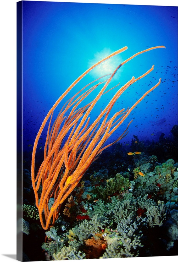 Africa, Egypt, Red Sea, Whip coral Wall Art, Canvas Prints, Framed ...
