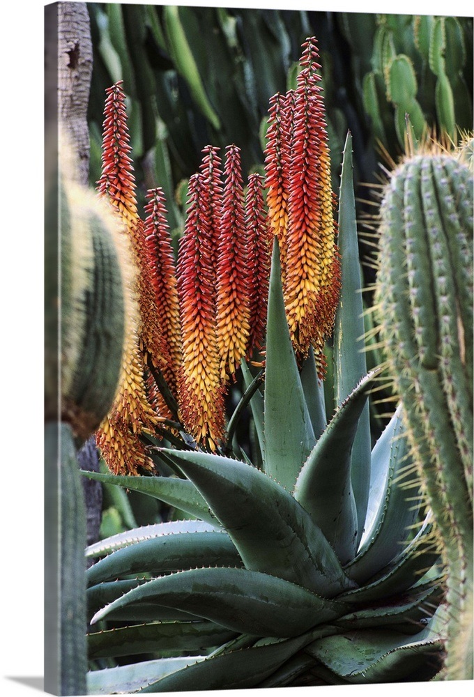 Aloe ferox Wall Art, Canvas Prints, Framed Prints, Wall Peels | Great ...