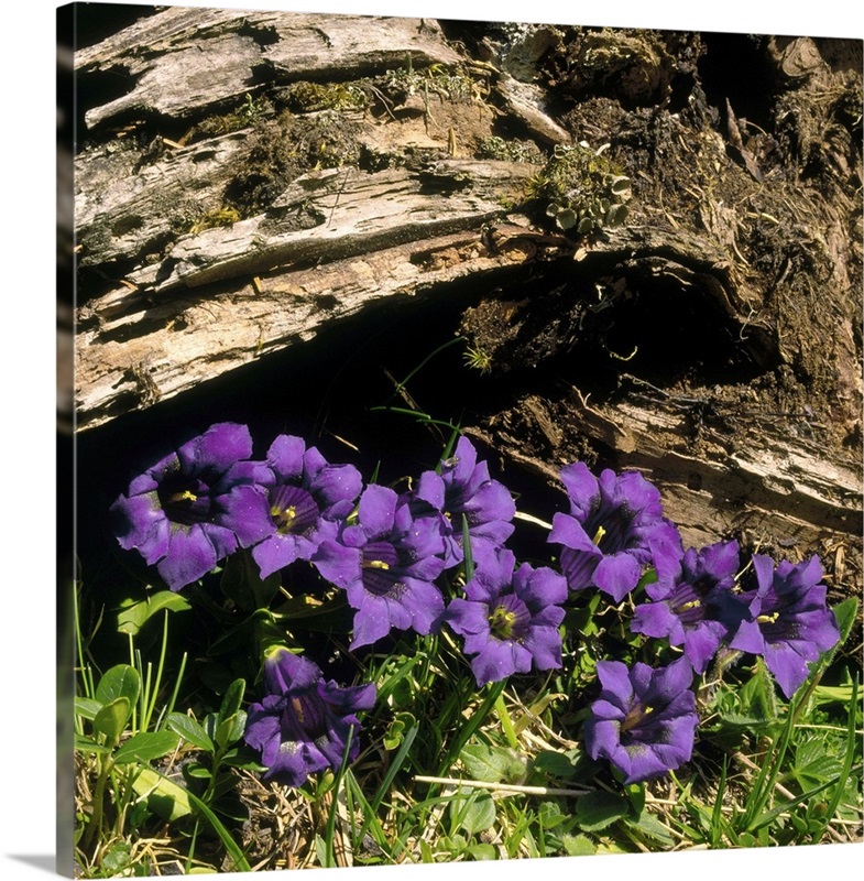 Alps, Gentian (Gentiana acaulis) | Great Big Canvas