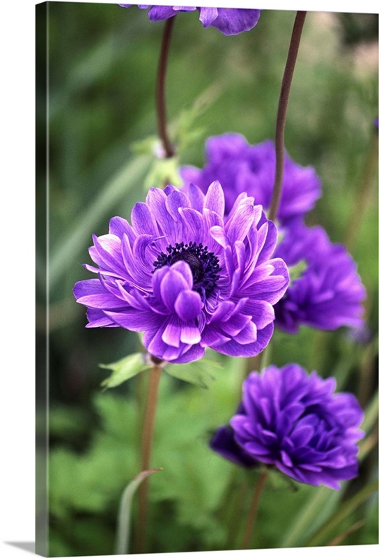 Anemone | Great Big Canvas
