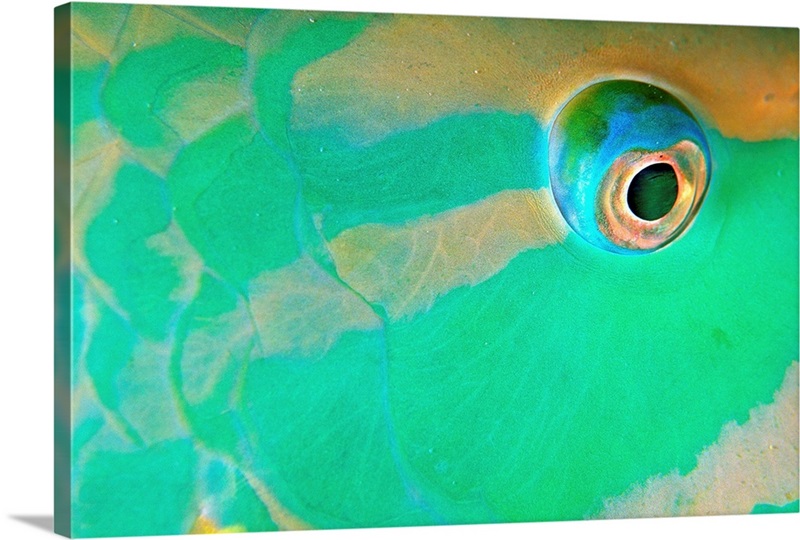 Antilles, Caribbean, Cayman Islands, Parrot Fish, eye | Great Big Canvas