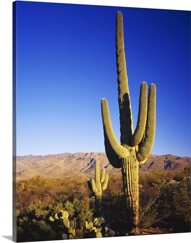 Arizona, Sonoran Desert, Saguaro National Park, Tucson, Giant Saguaro ...